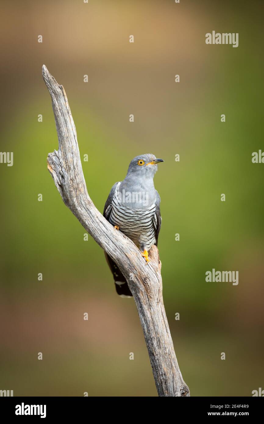 Male Common Cuckoo Stock Photo - Alamy