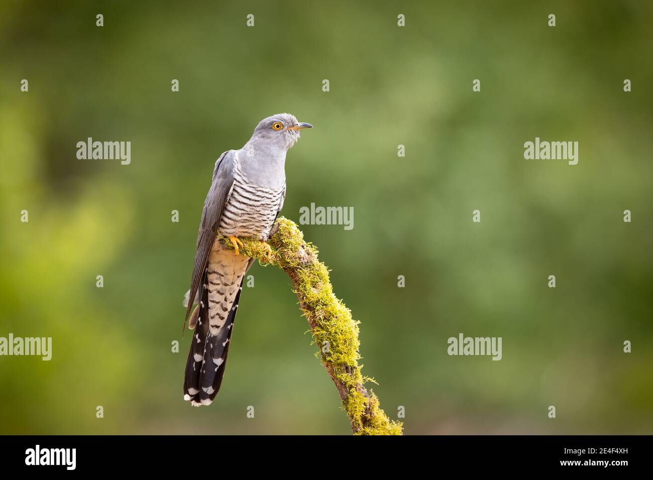 Male Common Cuckoo Stock Photo - Alamy