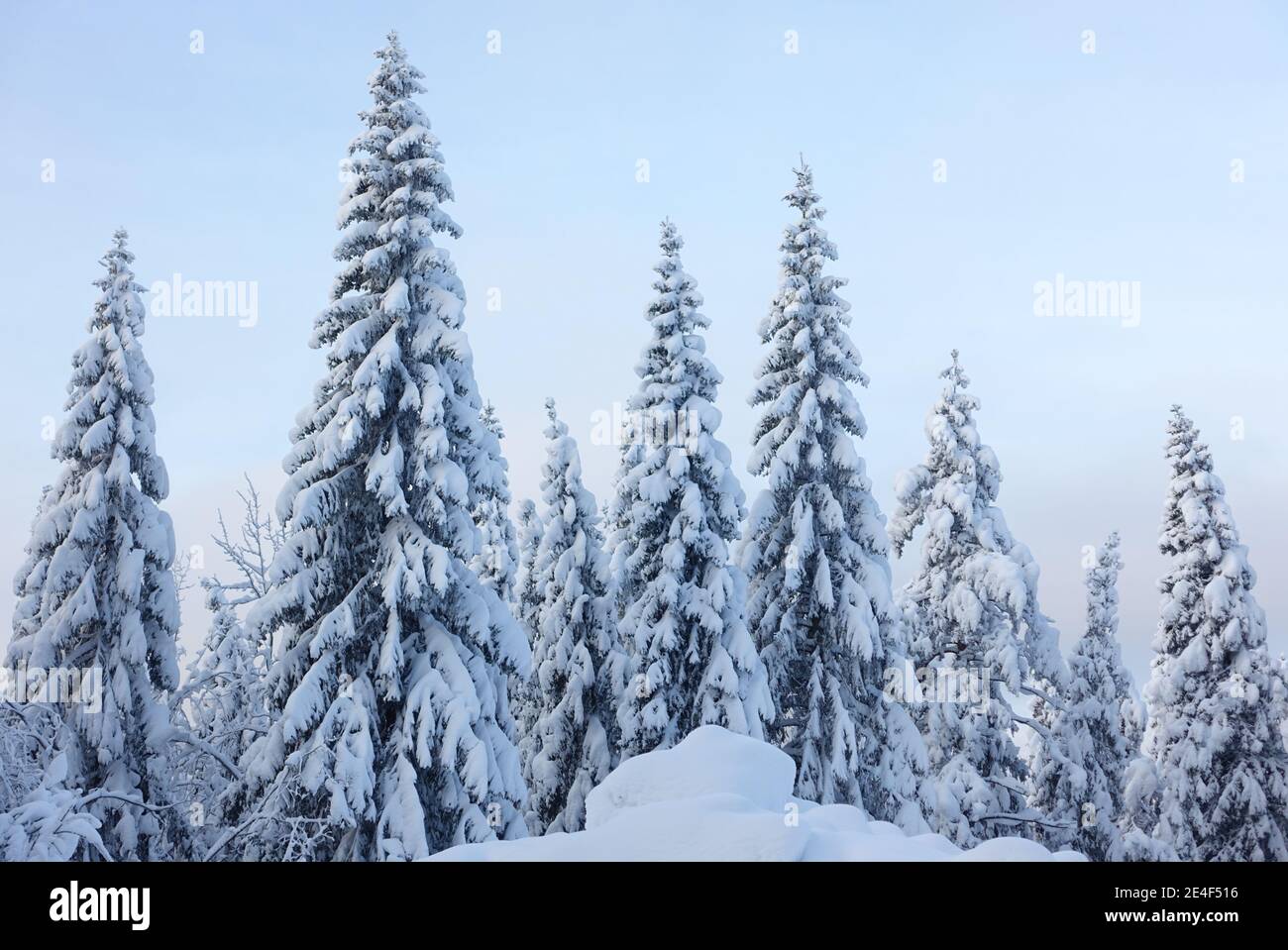 The large spruce trees Stock Photo - Alamy