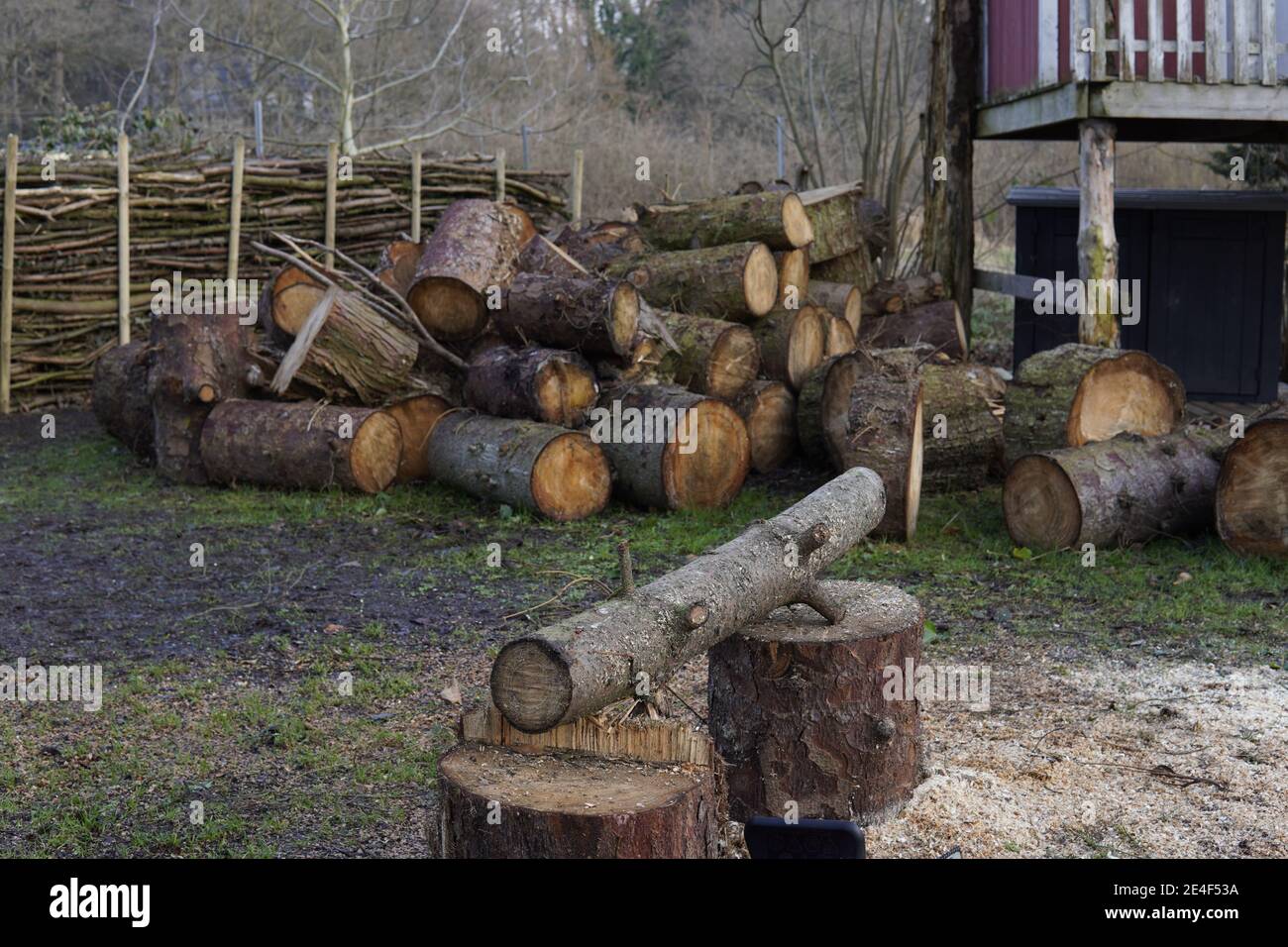 Wood Logs lying around in garden next to treehouse Stock Photo - Alamy