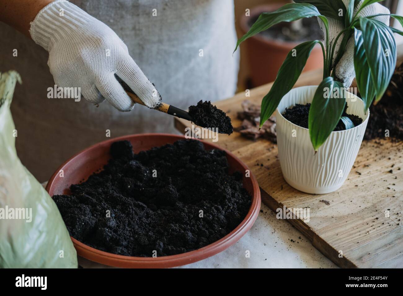 Spring Houseplant Care, Waking Up Indoor Plants for Spring. Woman is ...