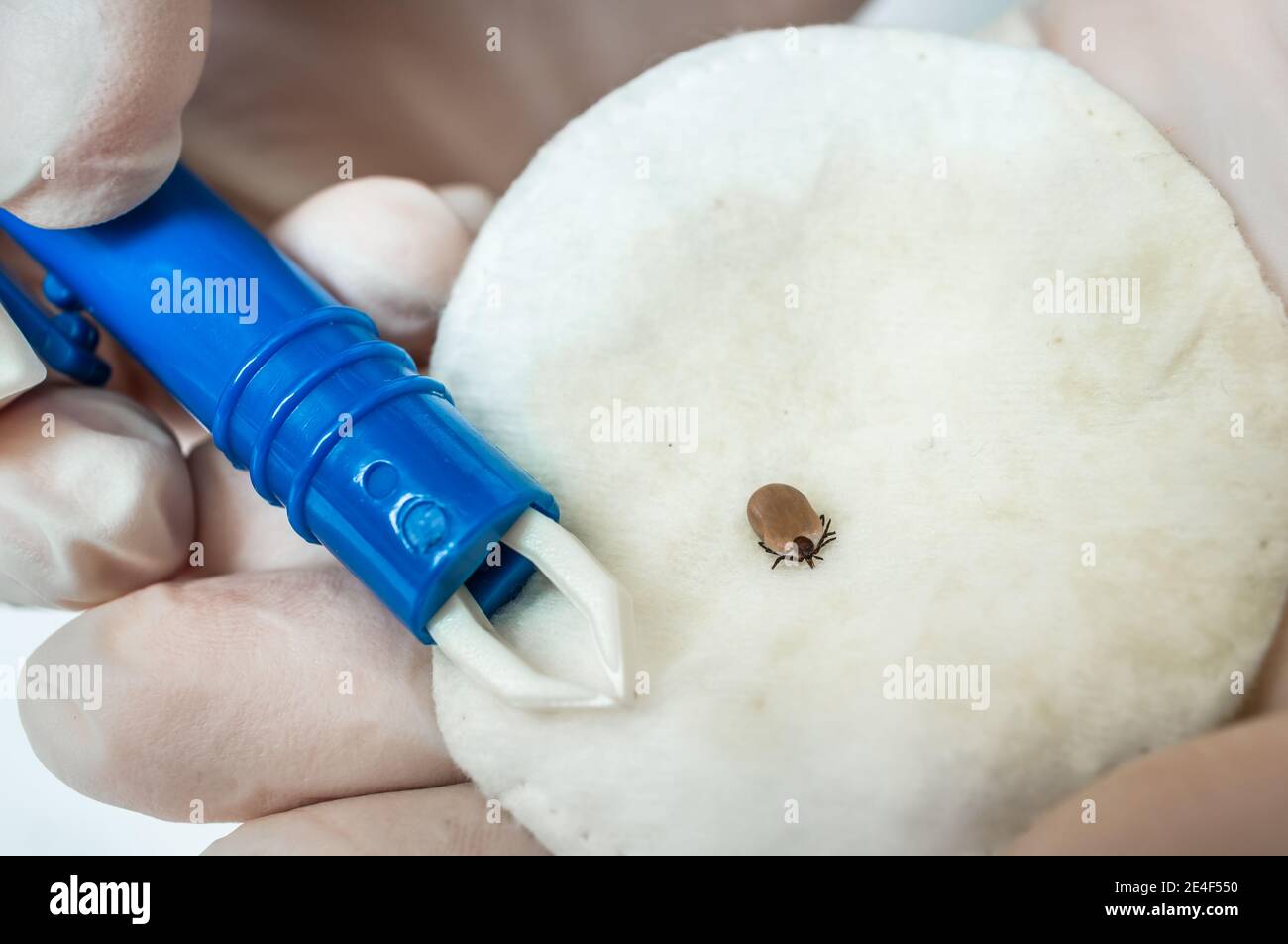 Veterinarian doctor removed a tick from the dog - animal and pet ...