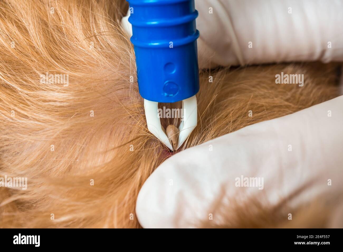 Veterinarian doctor removing a tick from the dog - animal and pet ...