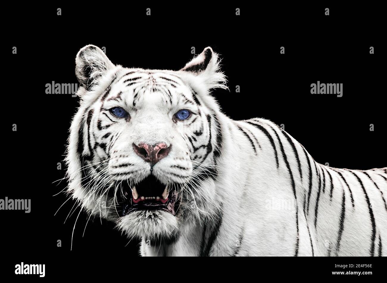 White Tigers With Blue Eyes Wallpaper