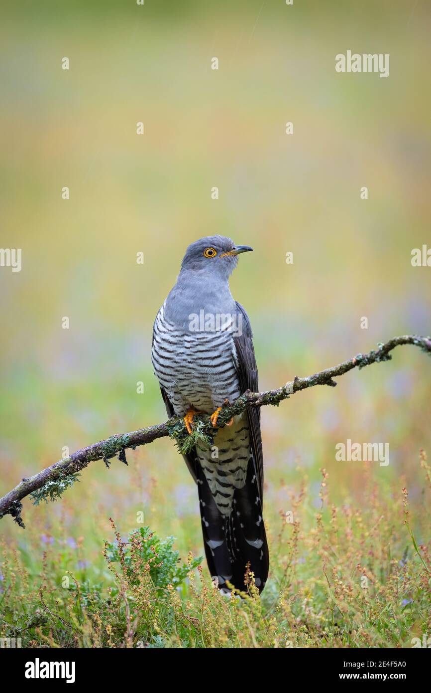 Male Common Cuckoo Stock Photo - Alamy