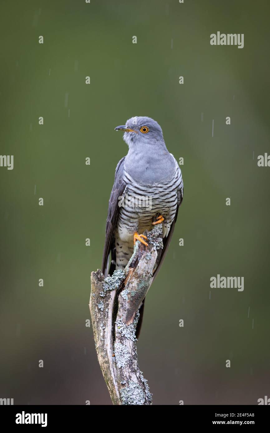 Male Common Cuckoo Stock Photo - Alamy