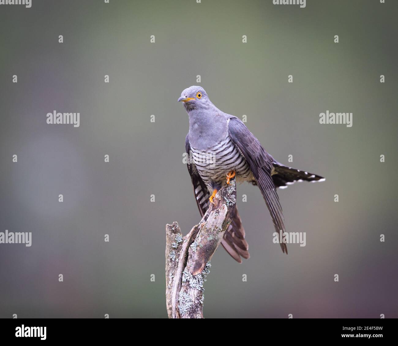 Male Common Cuckoo Stock Photo - Alamy
