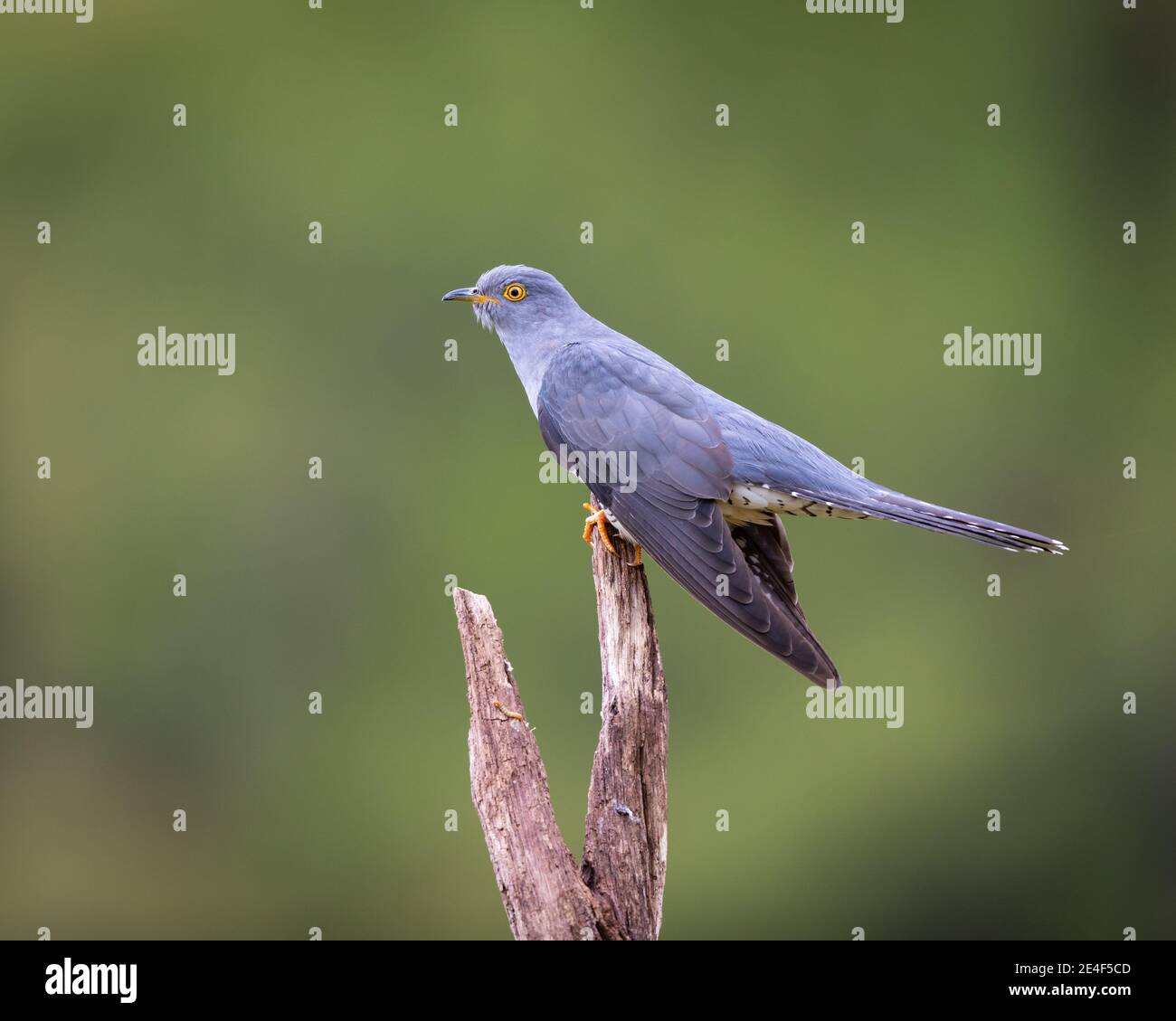 Male Common Cuckoo Stock Photo - Alamy