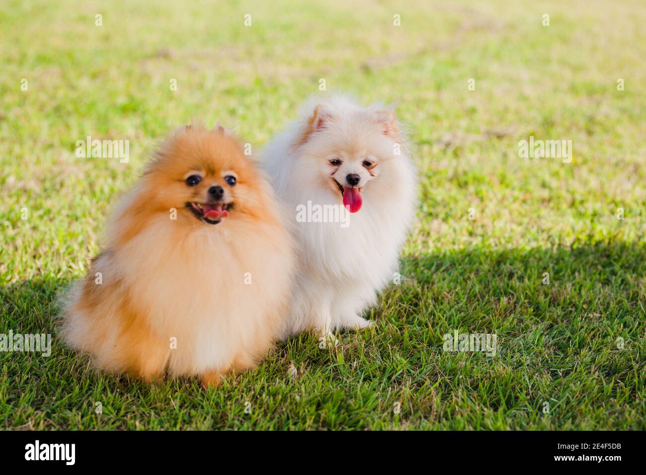 two Zverg Spitz Pomeranian puppies posing on grass Stock Photo - Alamy