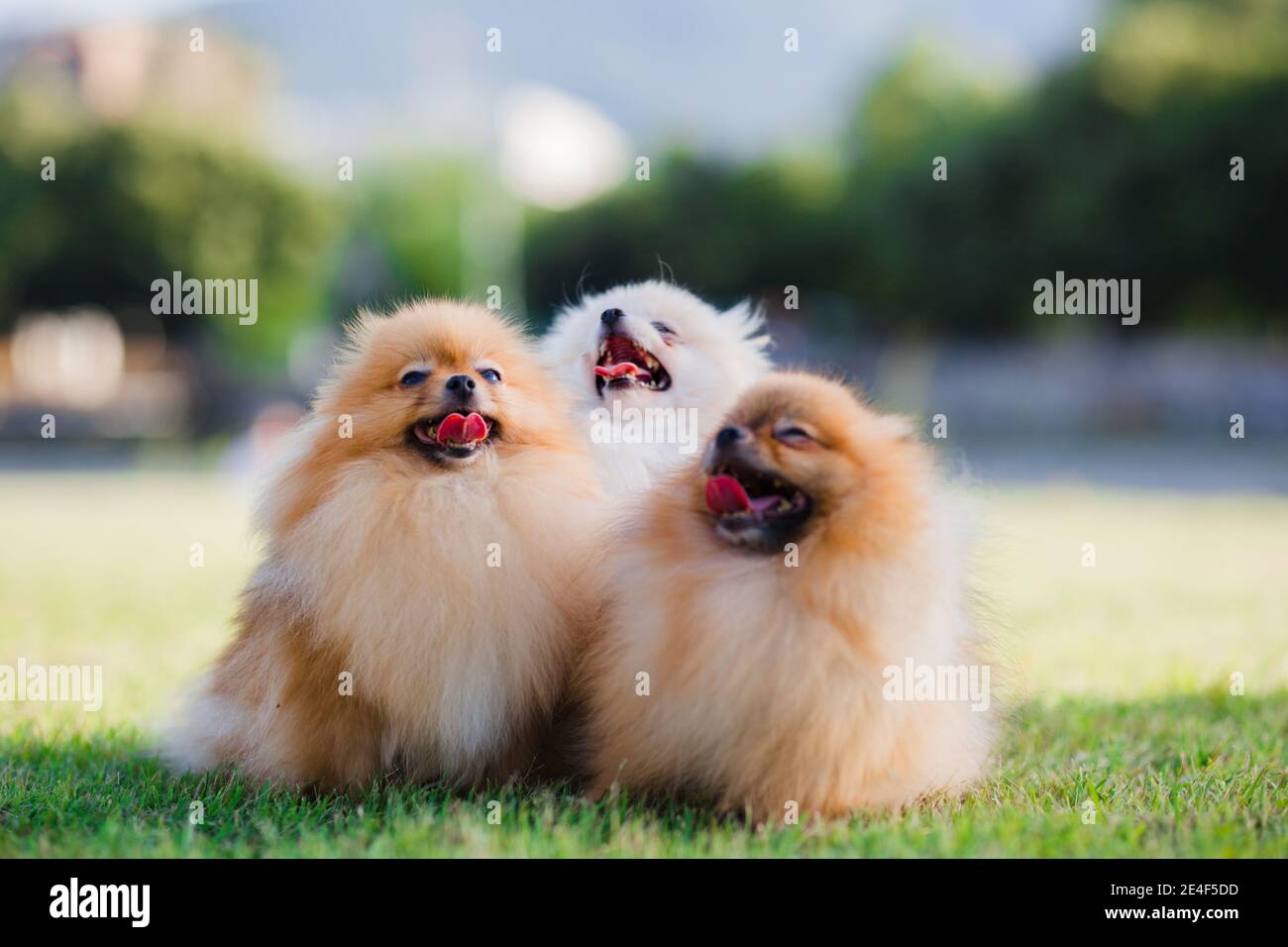 Miniature spitz meadow hi-res stock photography and images - Alamy