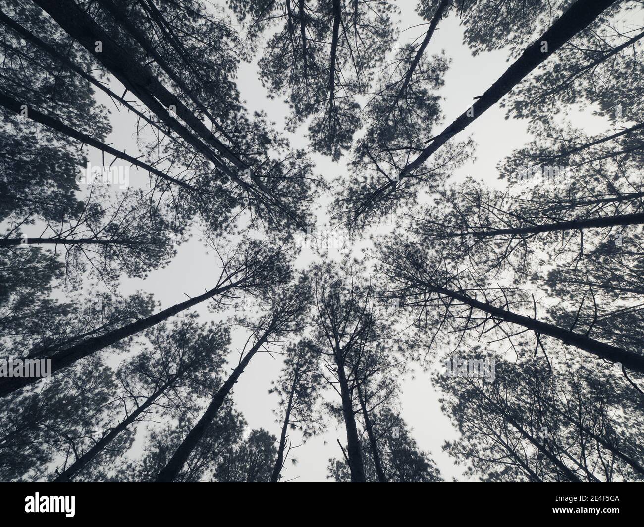 View of the tops of the trees in the pine forest Stock Photo - Alamy