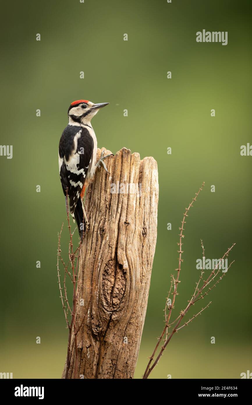 Great spotted woodpecker Stock Photo - Alamy
