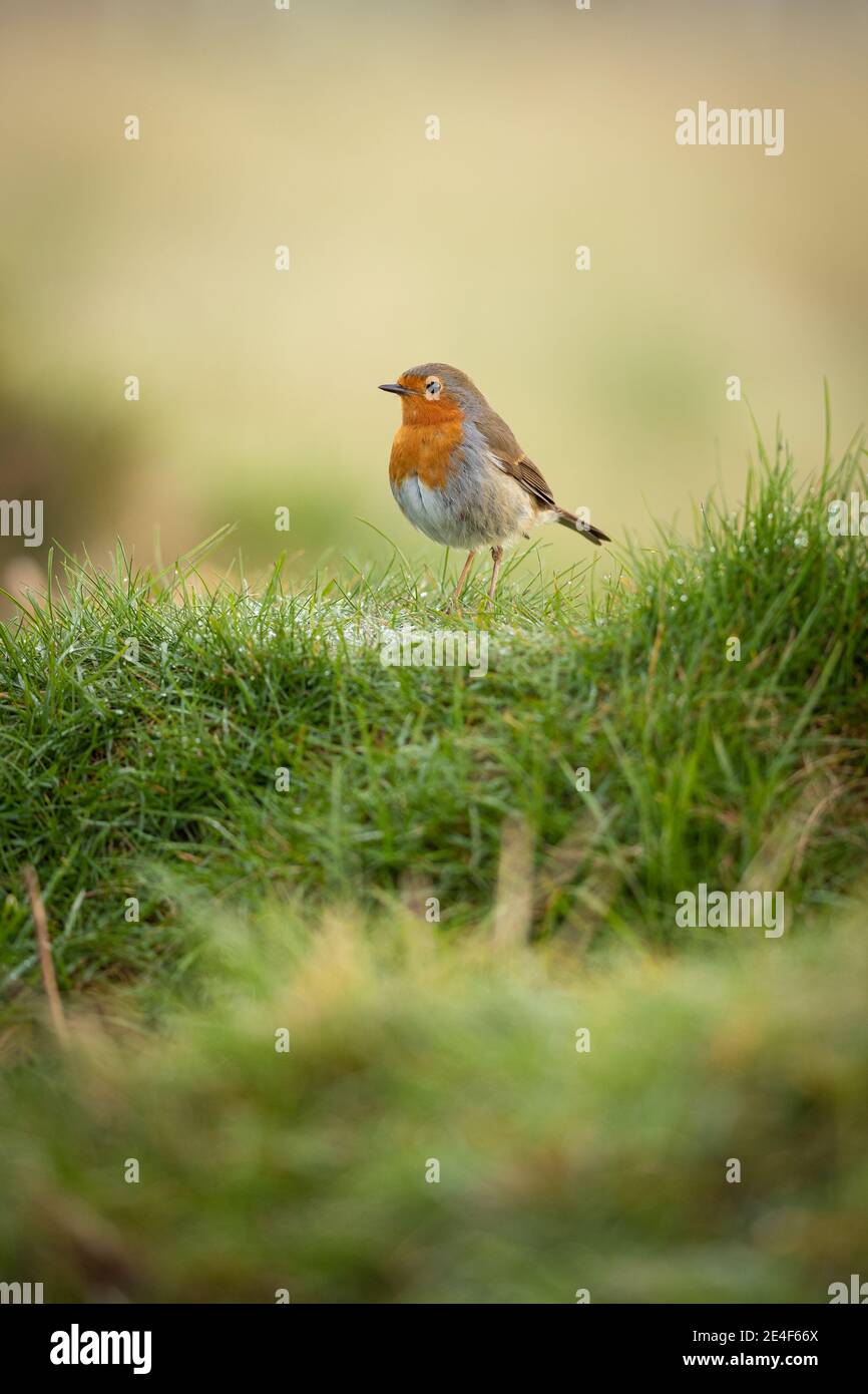 Robin european robin hi-res stock photography and images - Alamy
