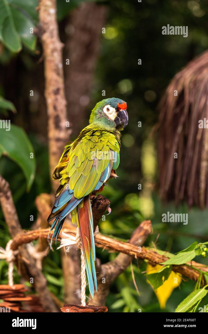 A pied little parrot in the Aves national Park in Brazil Stock Photo ...