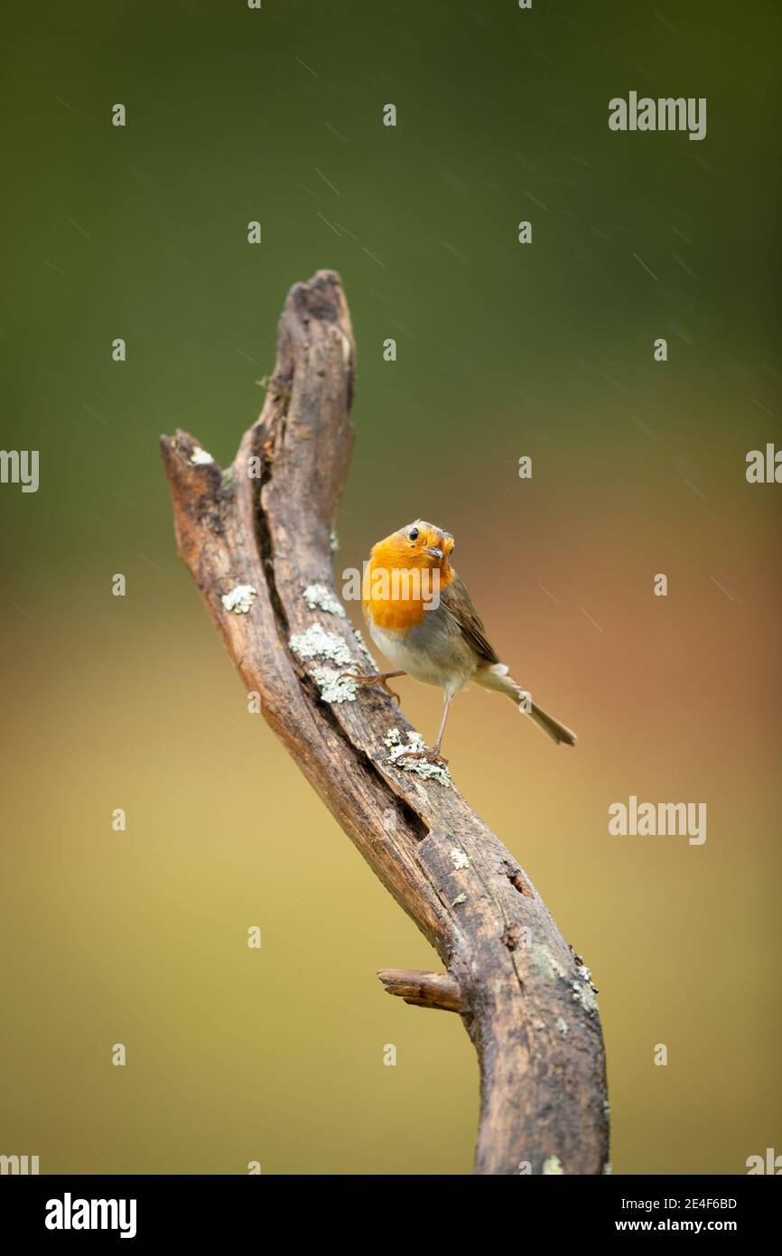 Robin european robin hi-res stock photography and images - Alamy
