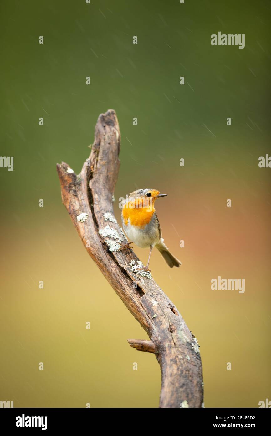 Robin european robin hi-res stock photography and images - Alamy