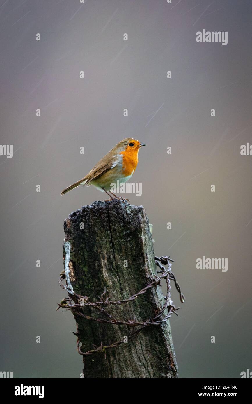 Robin european robin hi-res stock photography and images - Alamy