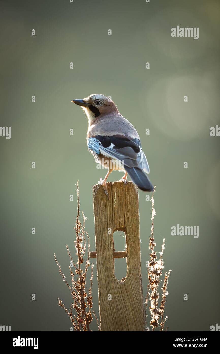 Jay with moss hi-res stock photography and images - Alamy