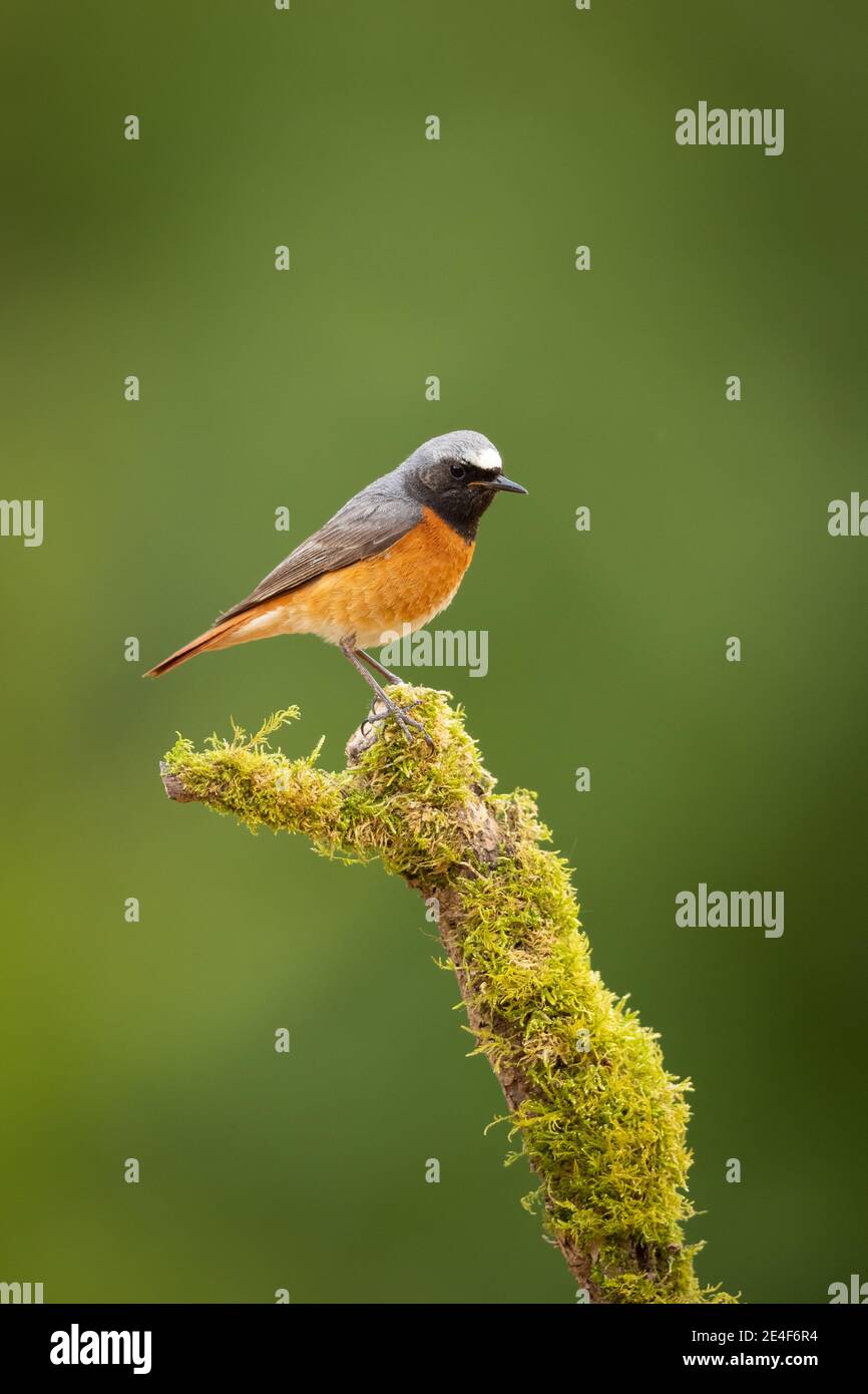 Bird start hi-res stock photography and images - Alamy
