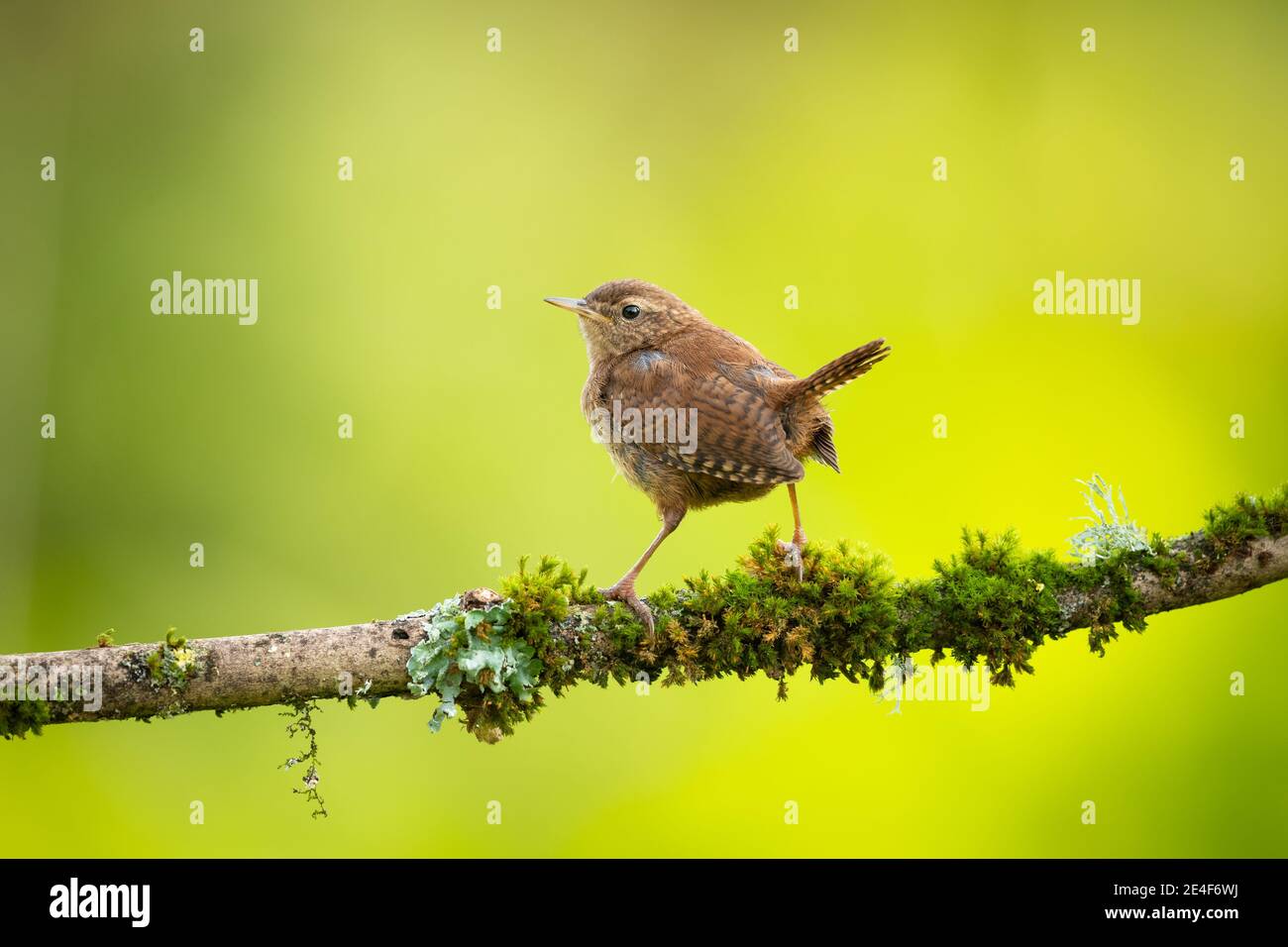 British wren hi-res stock photography and images - Alamy