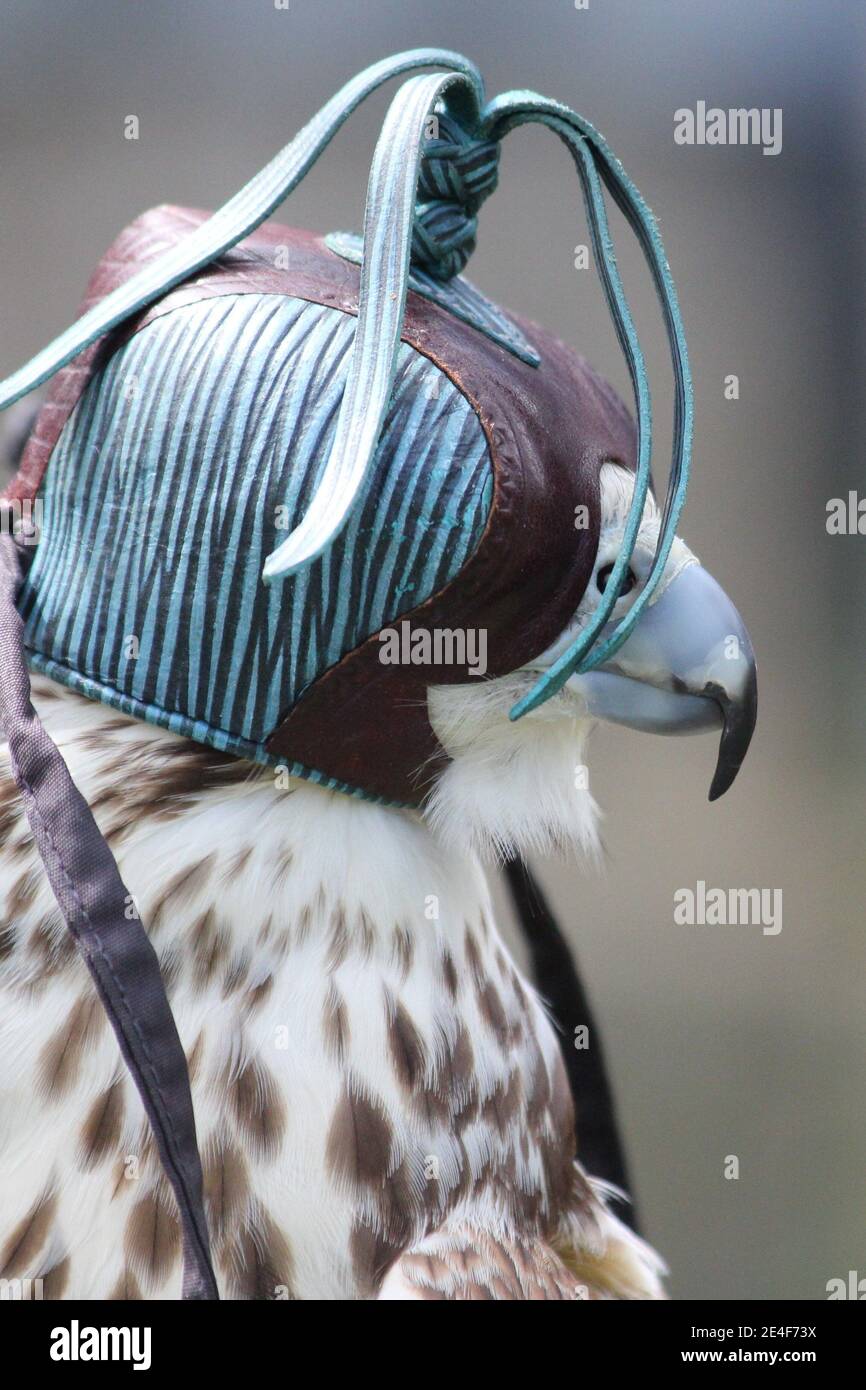 Saker falcon in cowl hi-res stock photography and images - Alamy