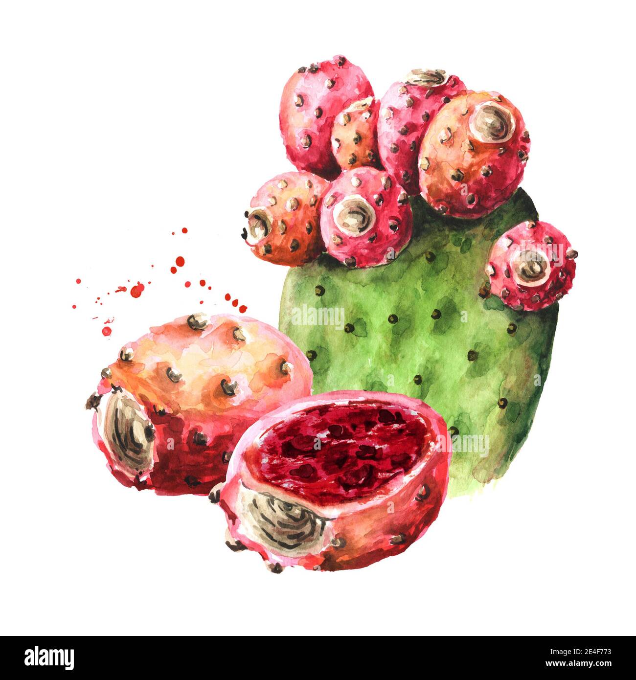 Prickly Pear Fruit Drawing Eastern Prickly Pear, Indian Fig. Opuntia