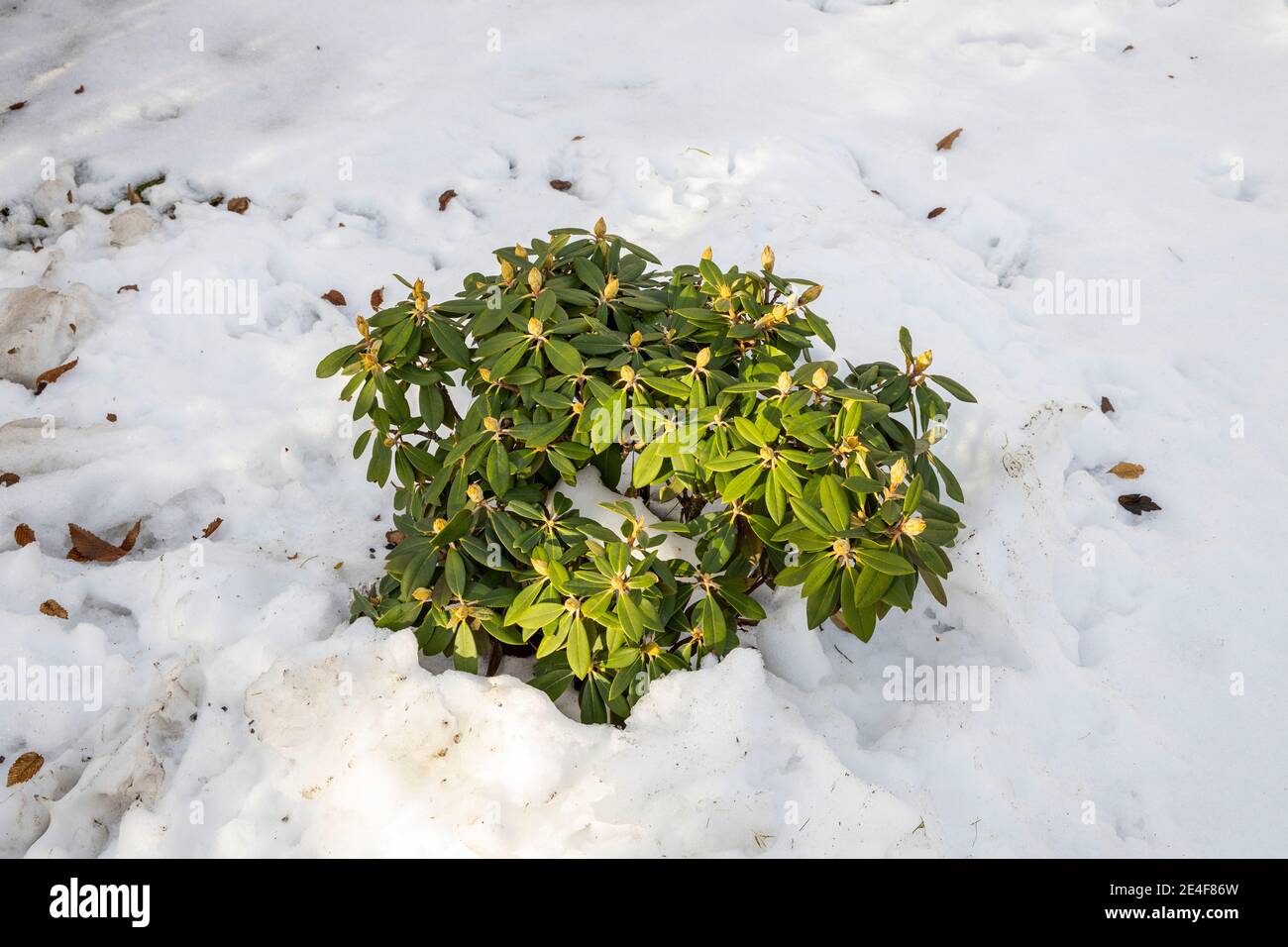 Close up view of rhododendron plant under snow. Beautiful nature ...