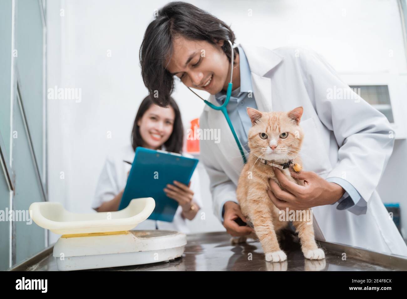Healthy cats are examined using a stethoscope by a male doctor and a ...