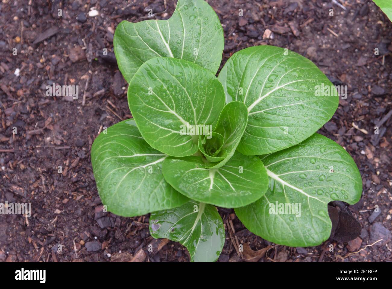 Bok Choy Plant High Resolution Stock Photography and Images - Alamy