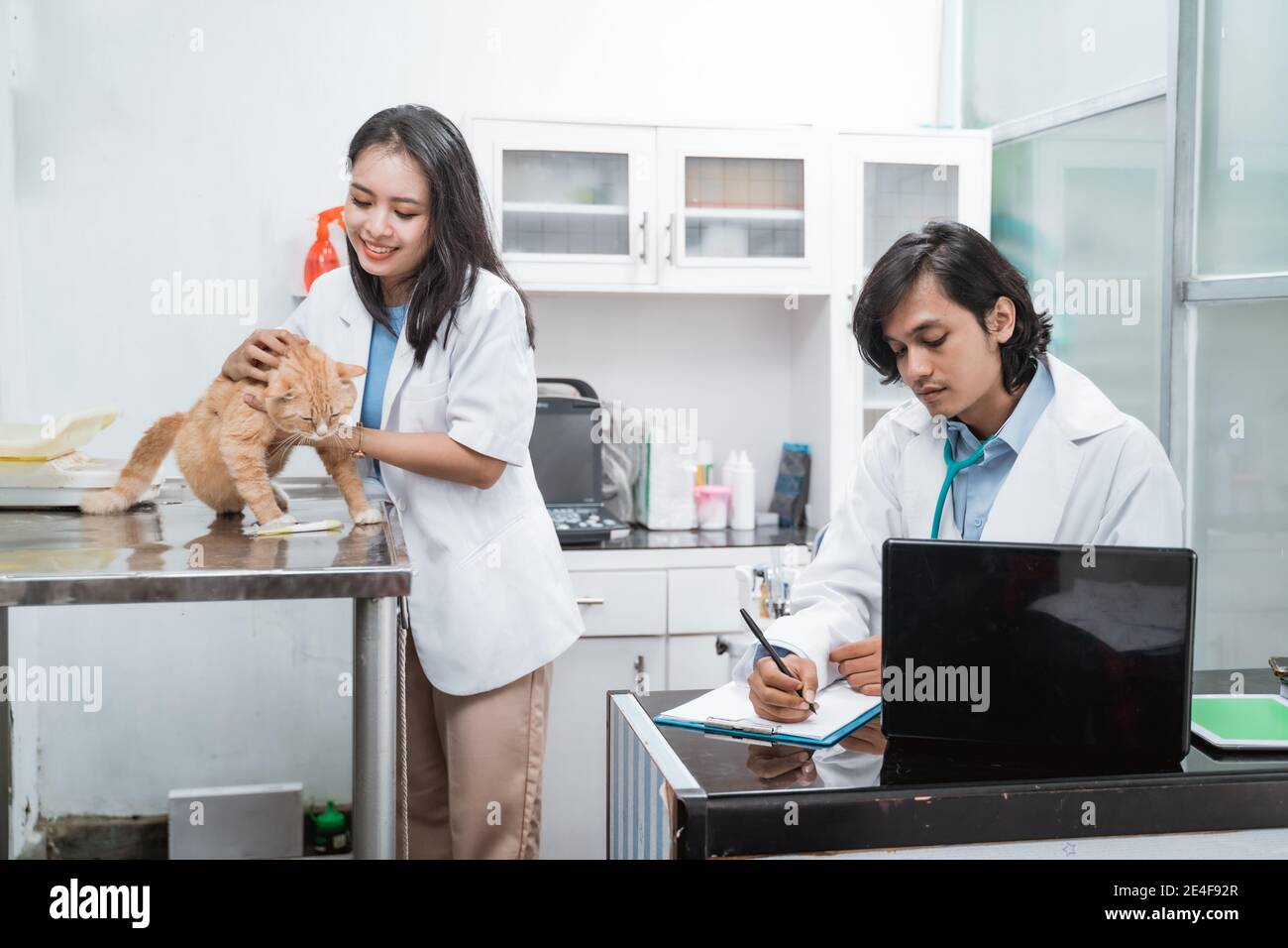 sitting cat is held and examined by the female doctor and the male ...