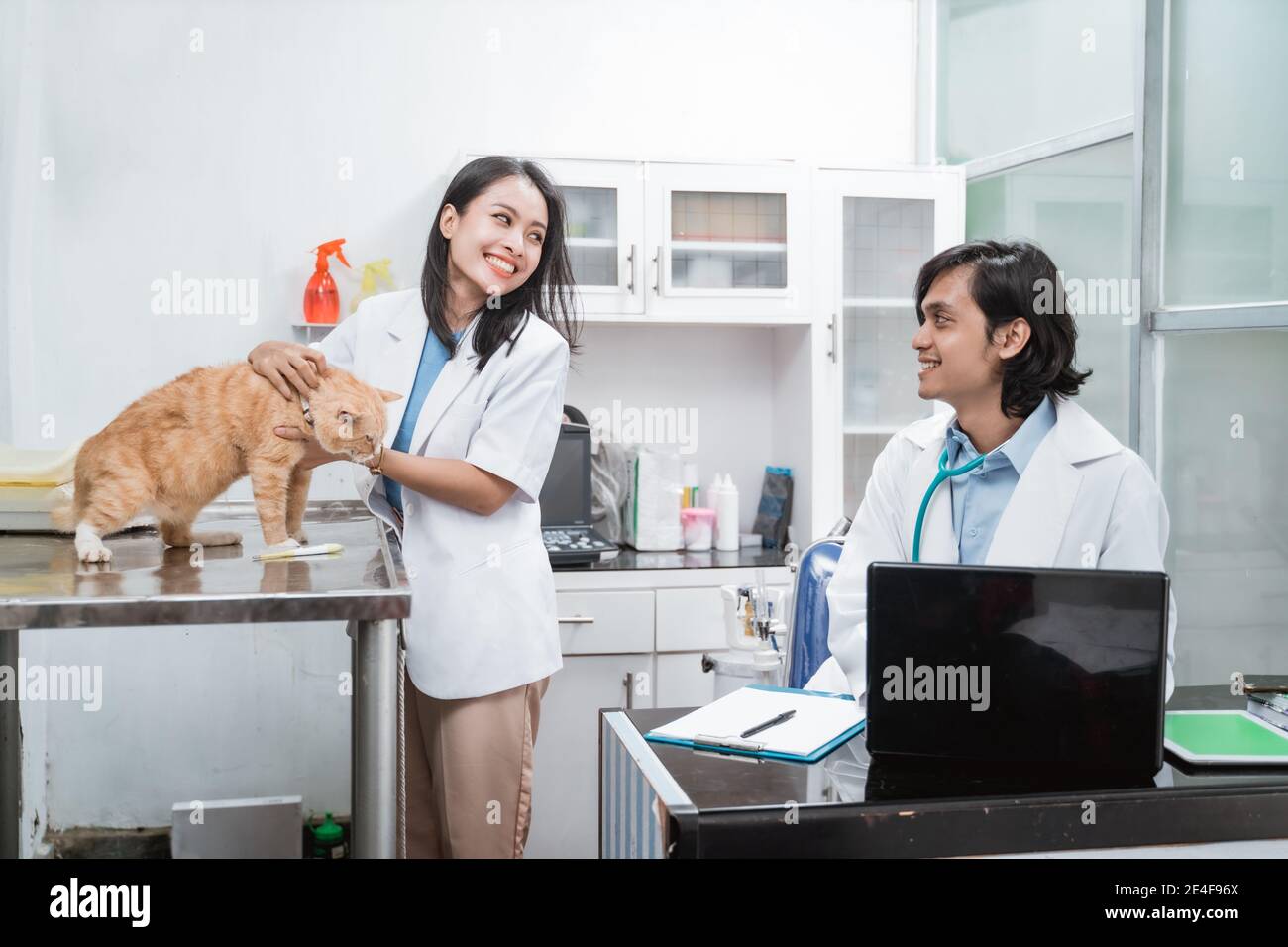Two veterinarians are chatting and a female vet is holding a cat on a ...