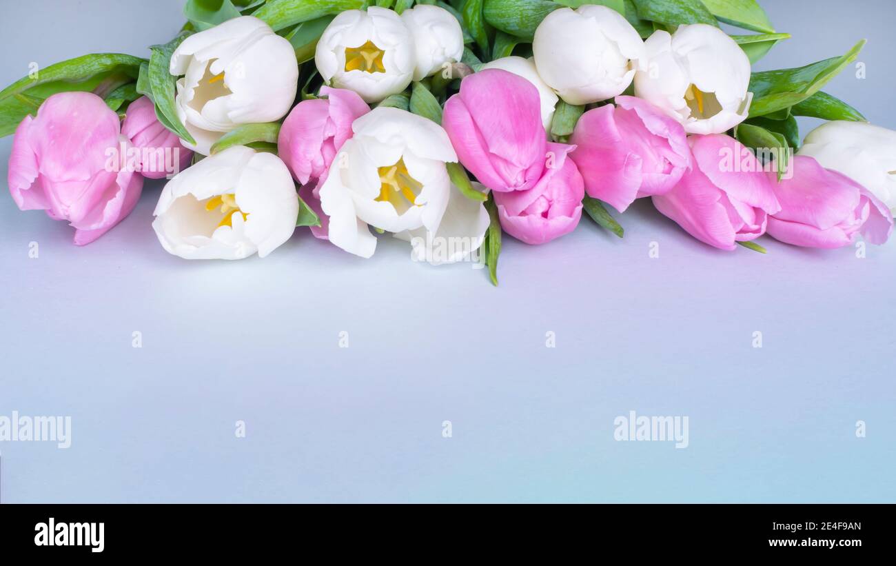 16-9 header of Beautiful pink and white tulips in a row with a blank ...