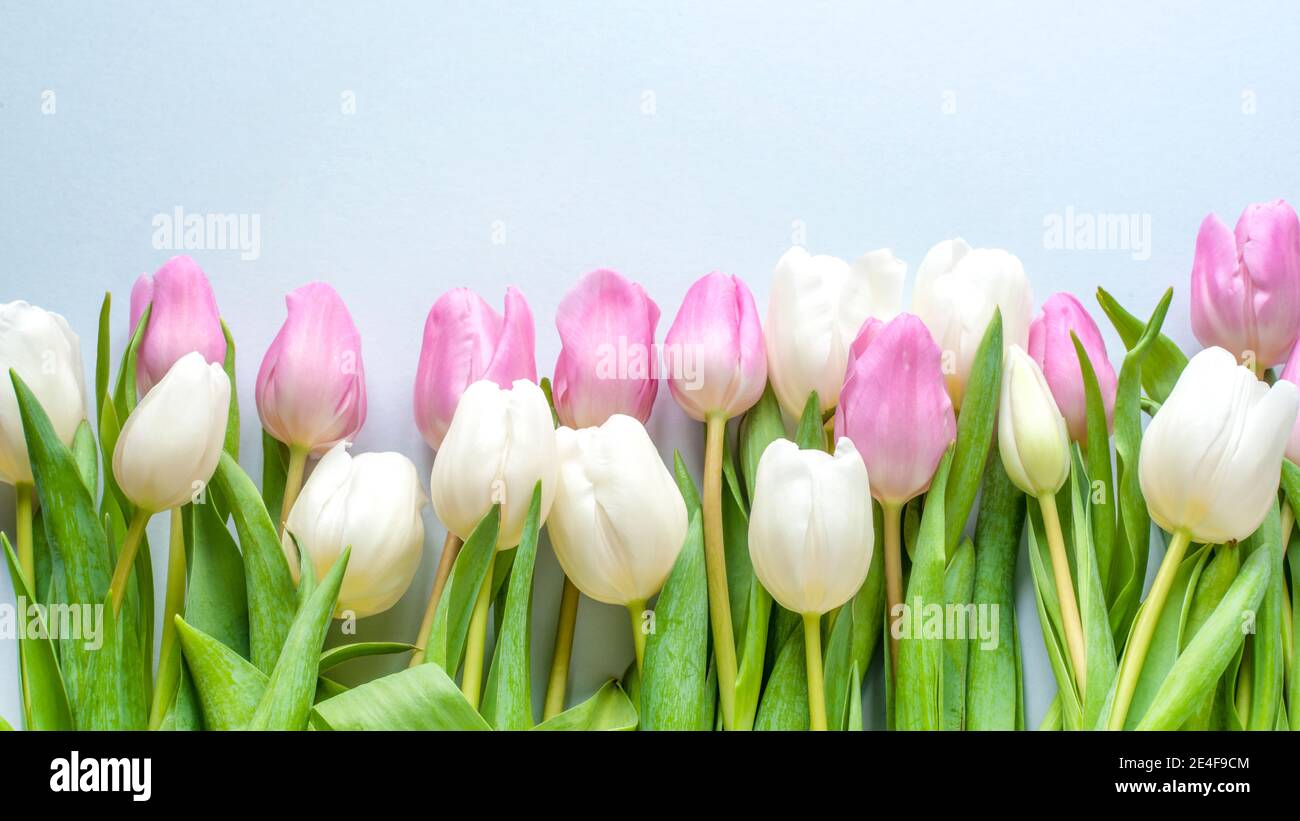 16-9 header of Beautiful pink and white tulips in a row with a blank ...