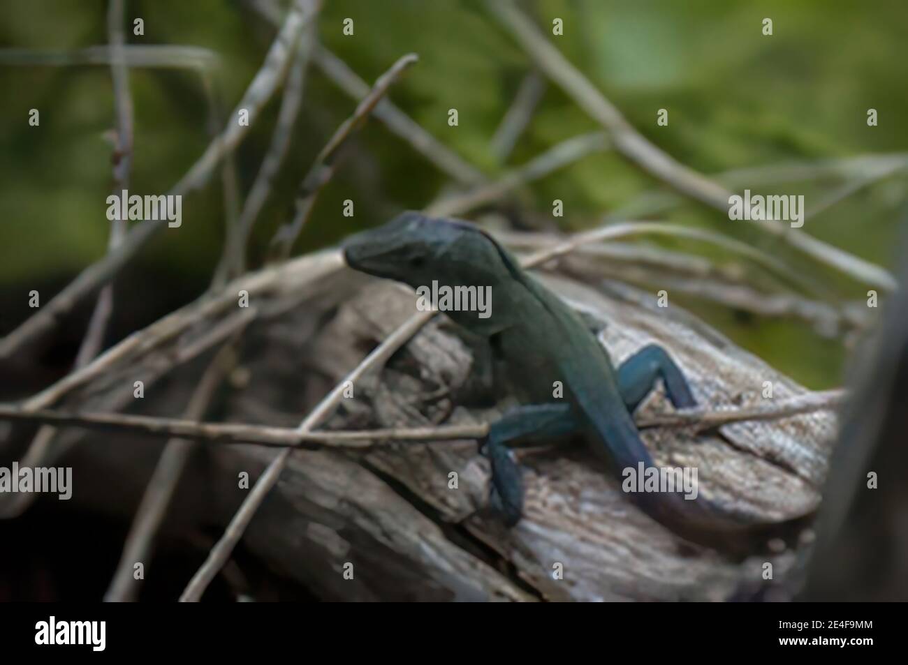 Bermuda reptile hi-res stock photography and images - Alamy