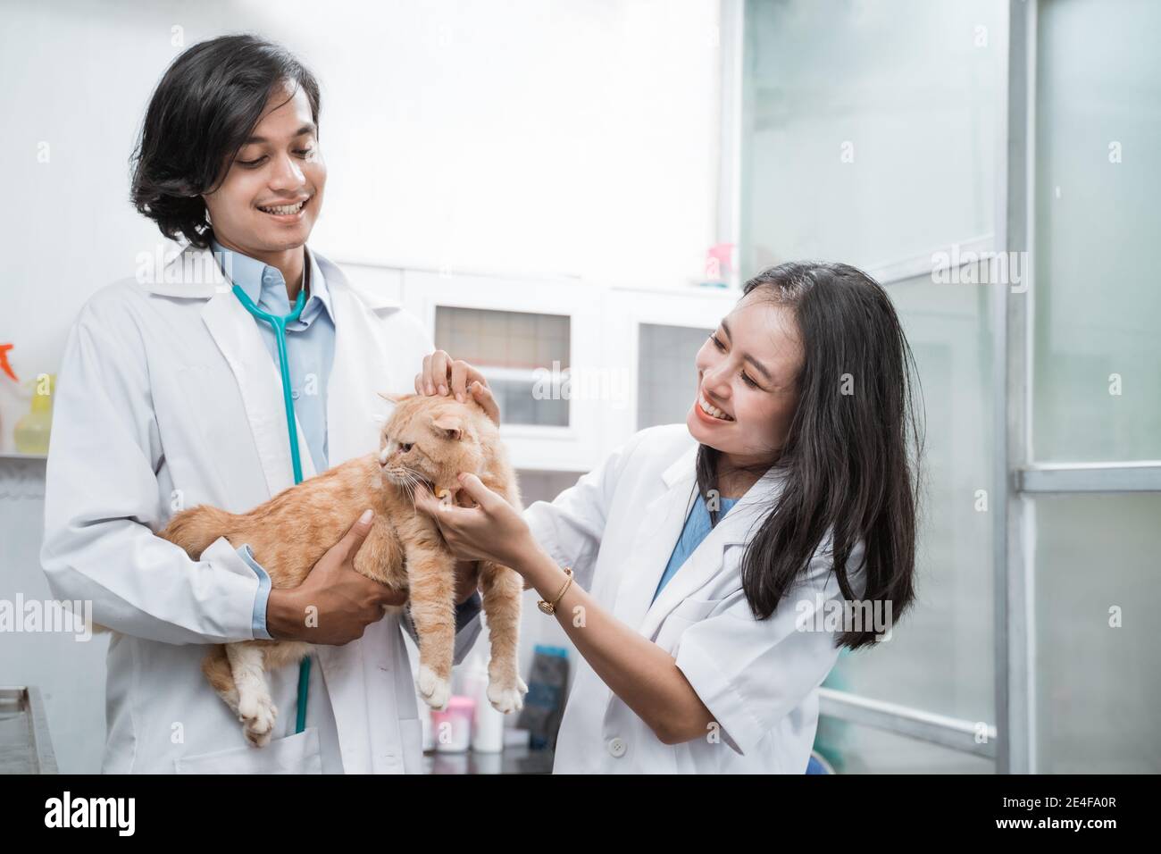 Asian woman vet holding and examining a cat brought by a male ...