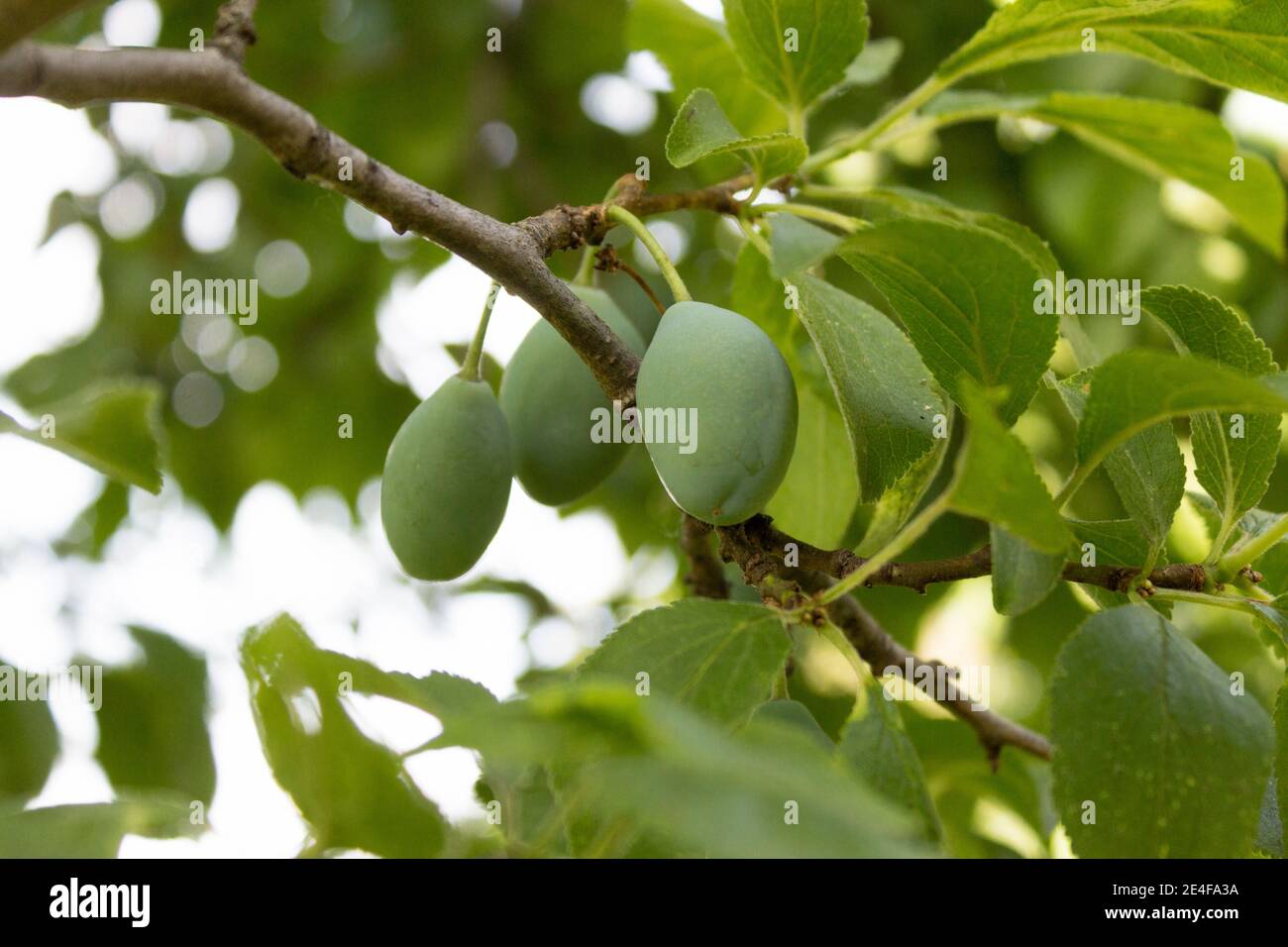 Background of small green plums on a tree, gardening concept Stock ...