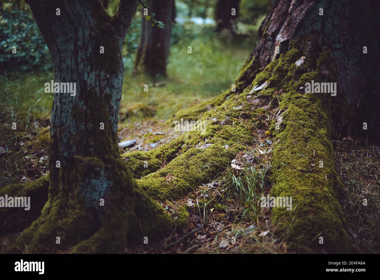 Moss covered tree roots in forest Stock Photo - Alamy
