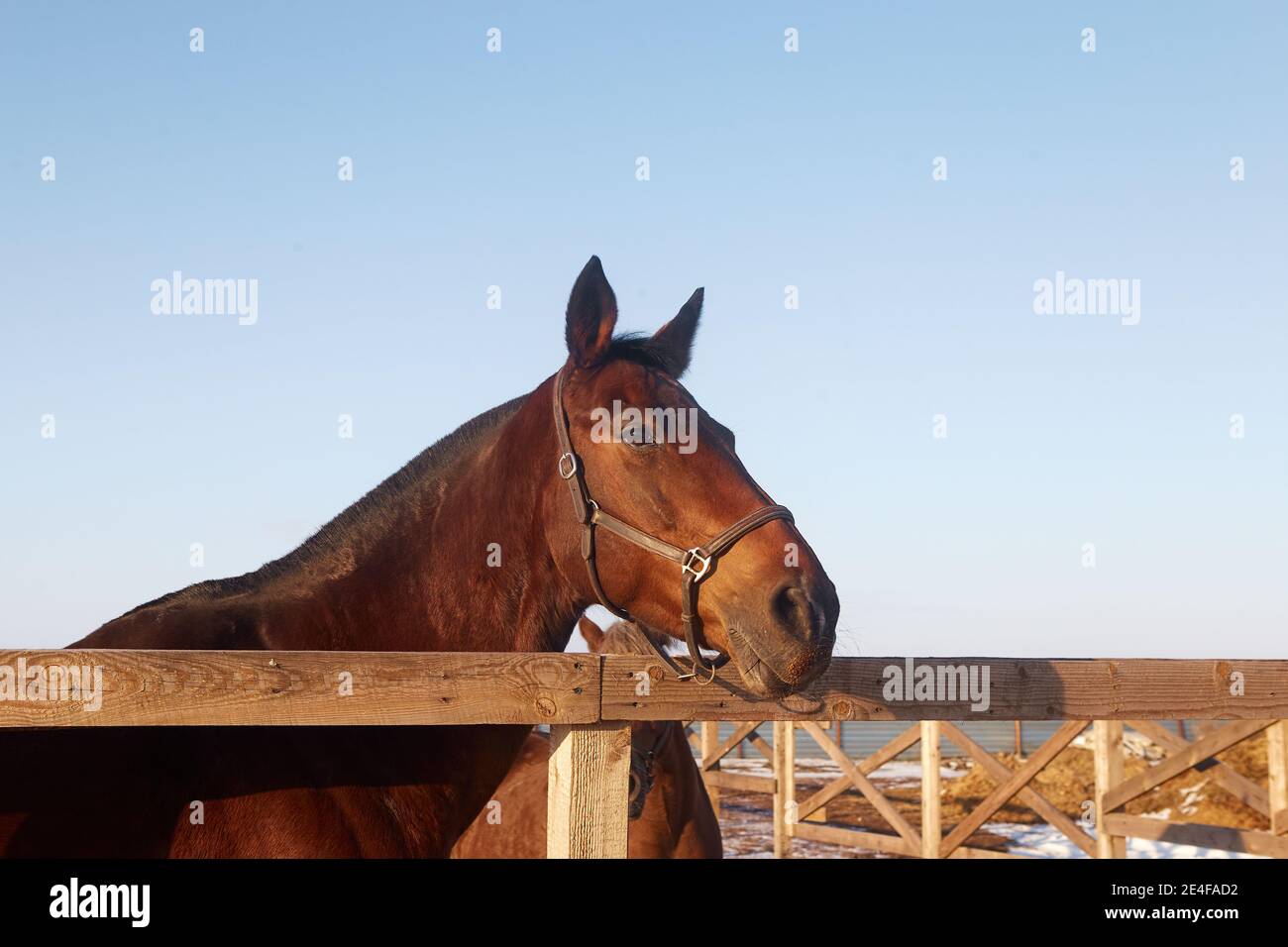 Horse walking profile hi-res stock photography and images - Alamy