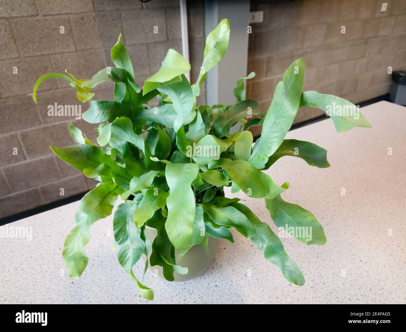 Phlebodium Fern (Phlebodium Aureum), tropical fern house plant Stock ...