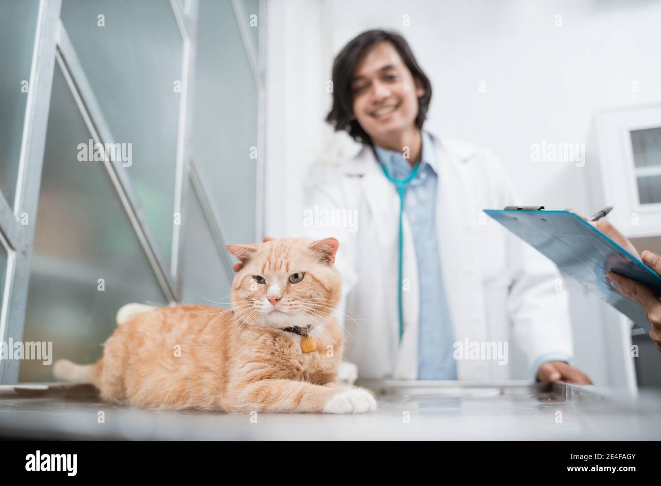 brown cat sitting on table holding by male veterinarian in vet clinic ...