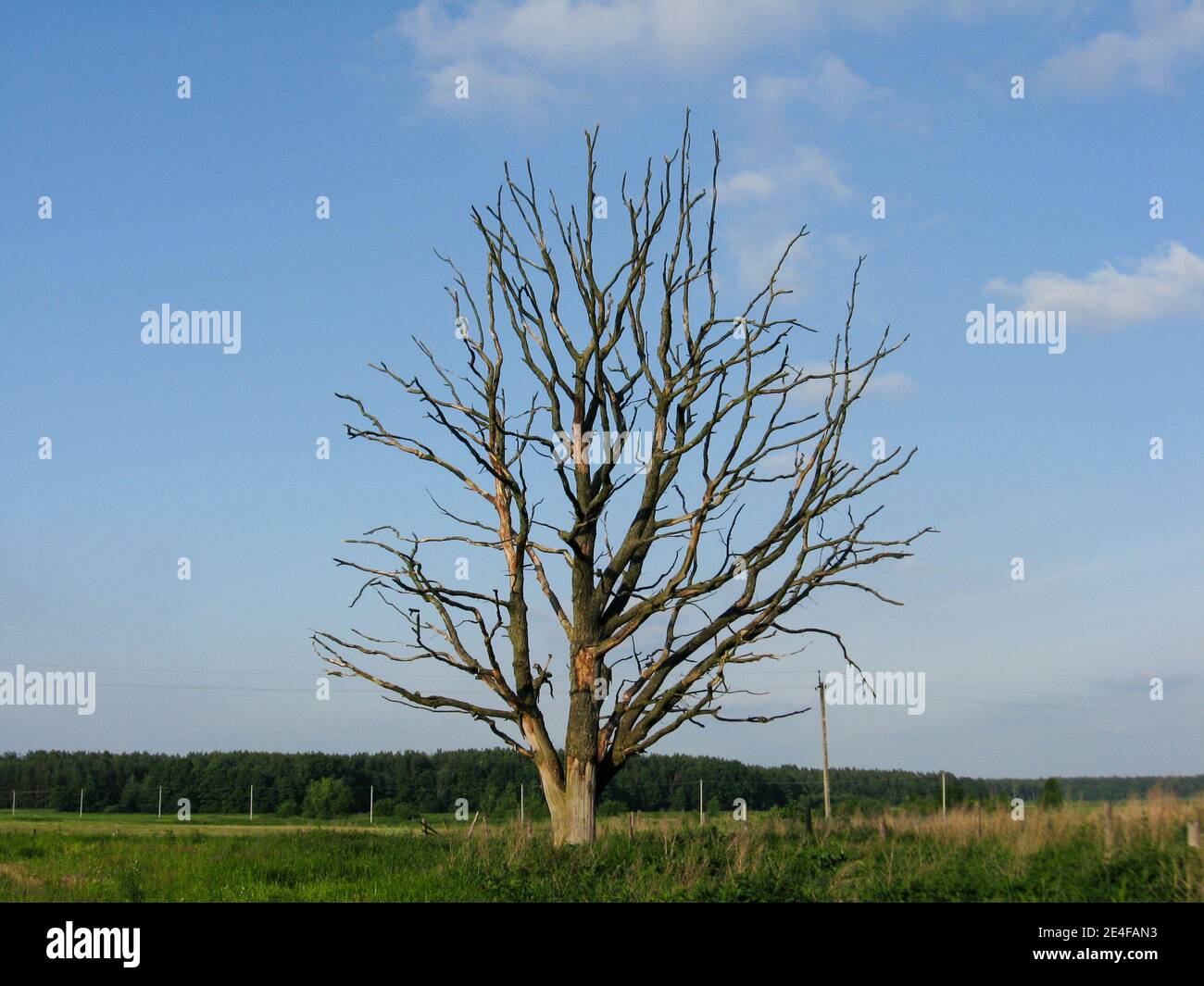 Field dark withered grass hi-res stock photography and images - Alamy