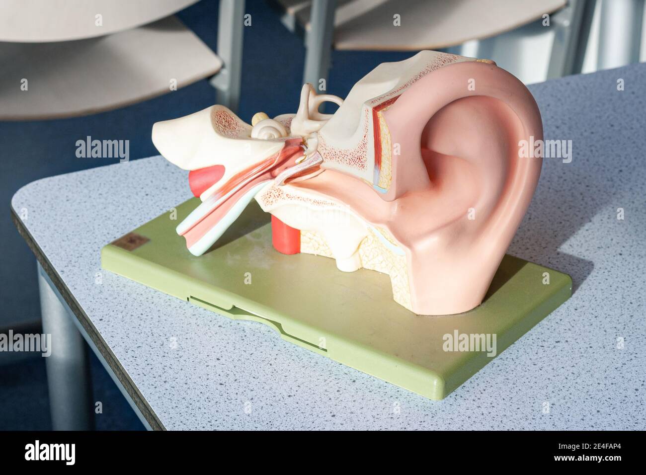 Demonstration model of an enlarged ear, used in biology class Stock ...
