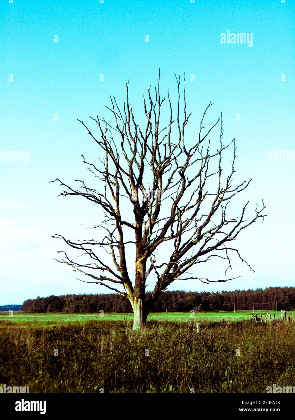 Landscape single withered tree hi-res stock photography and images - Alamy