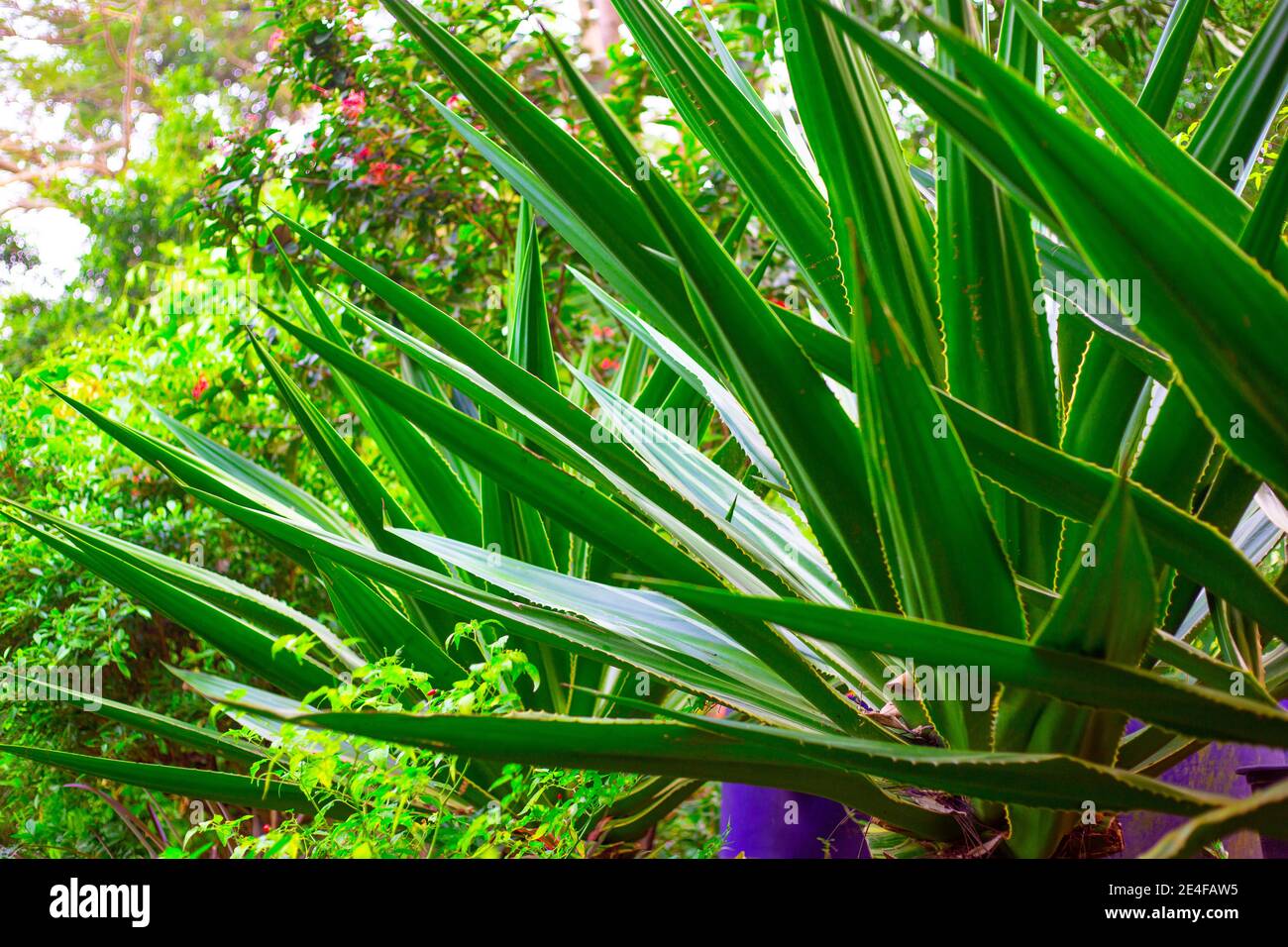 green tropical plants in the garden, relaxing in the tropics Stock ...