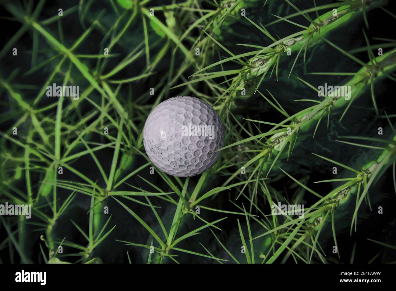 Golf ball lies embedded in a Cactus plant Stock Photo - Alamy