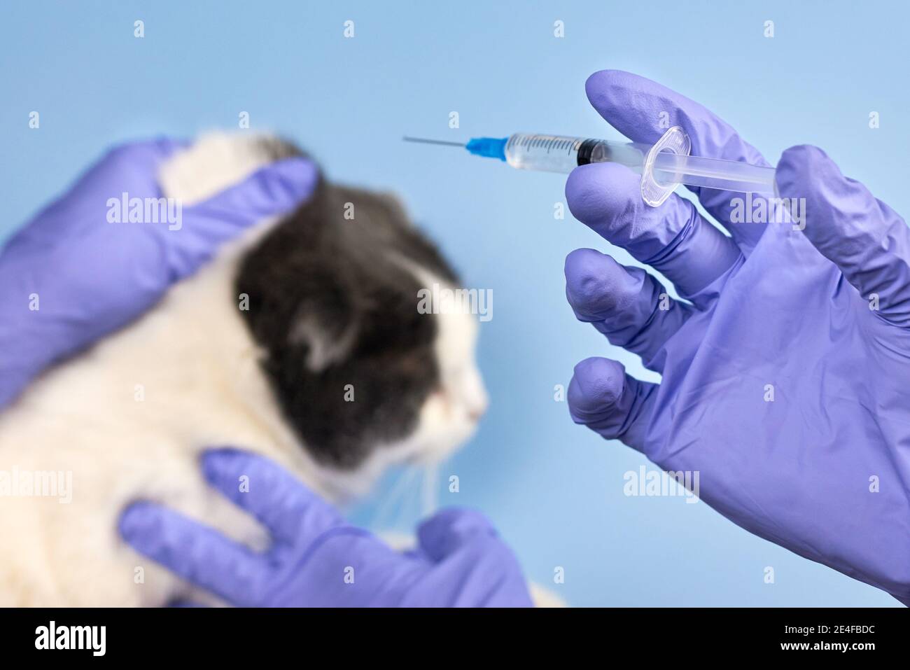 A veterinarian in medical gloves holds a syringe before injection into ...