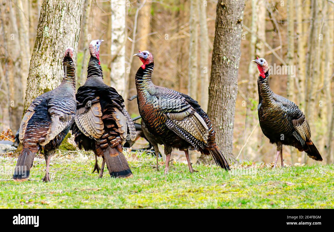 Feather fowl peasant hi-res stock photography and images - Alamy
