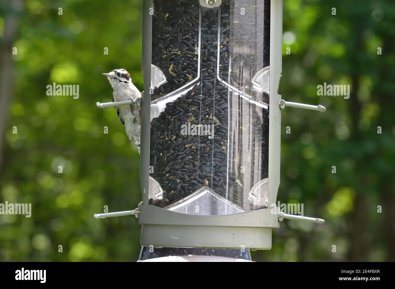 Black capped titmouse hi-res stock photography and images - Alamy