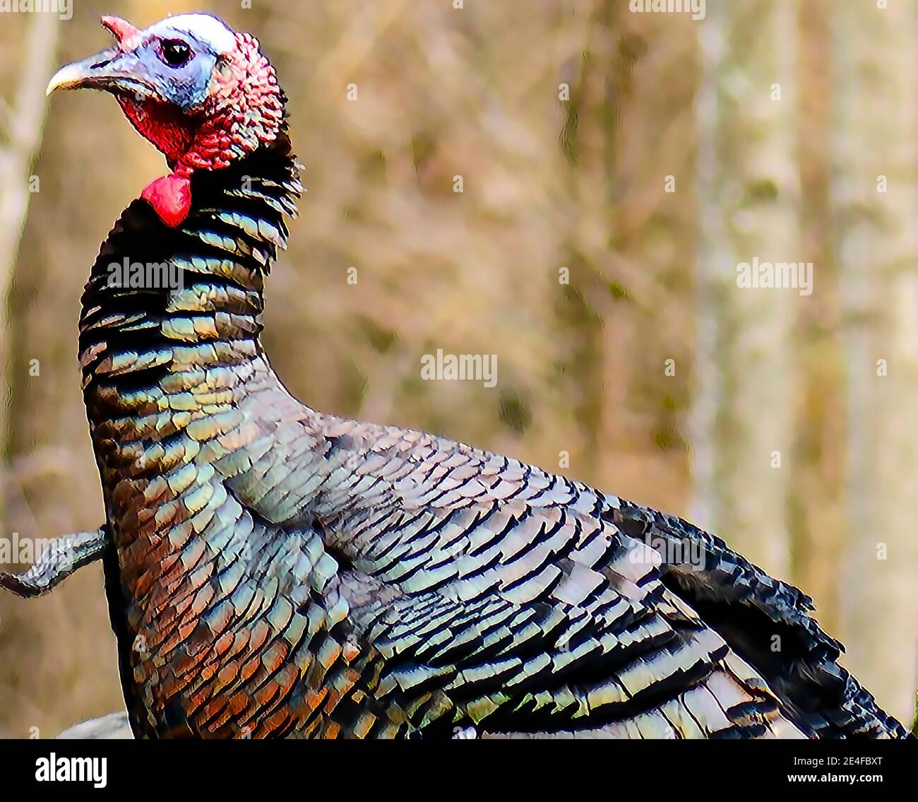 Male eastern wild turkey strutting hi-res stock photography and images ...