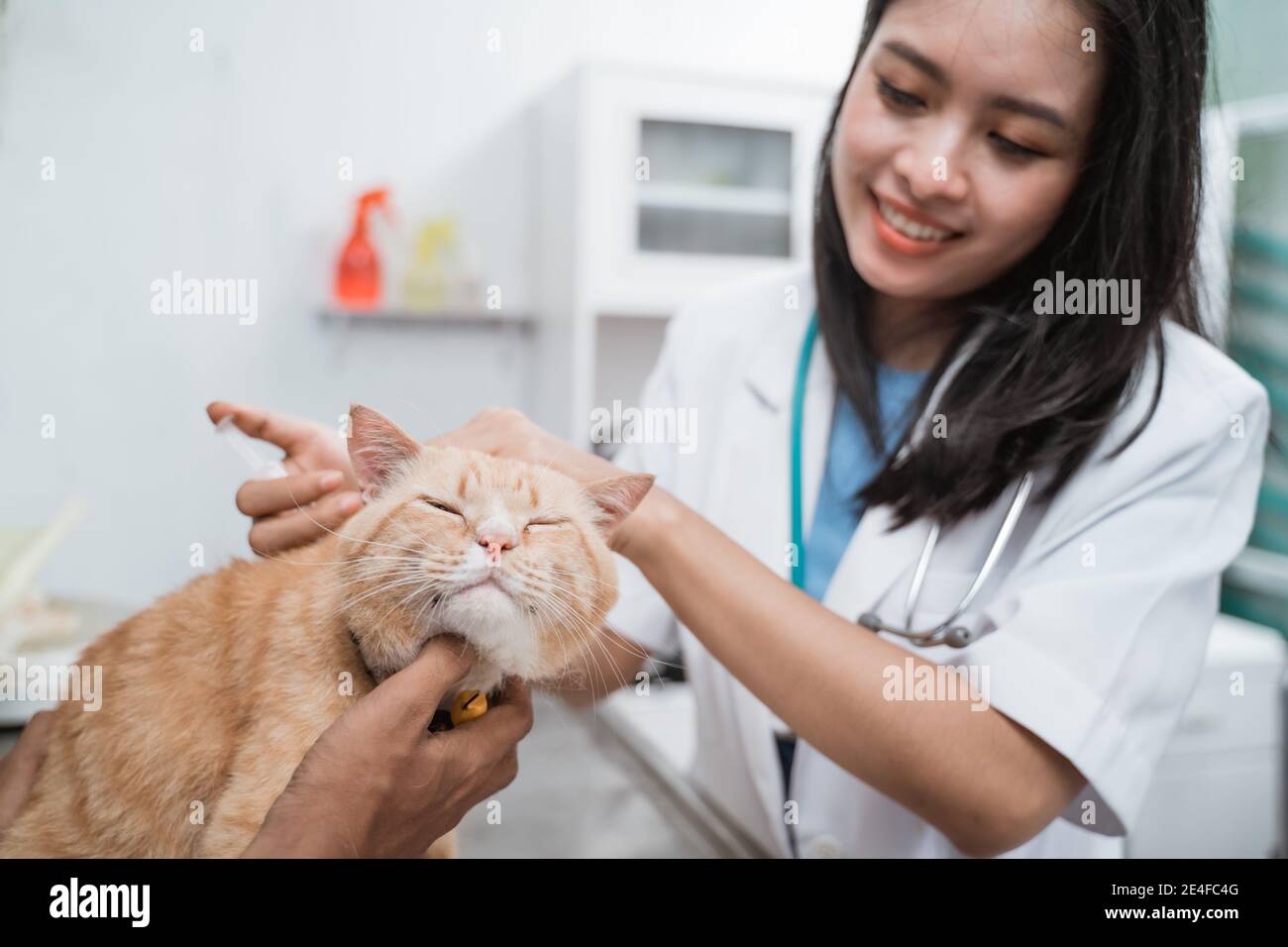 Female veterinarian using injection hi-res stock photography and images ...